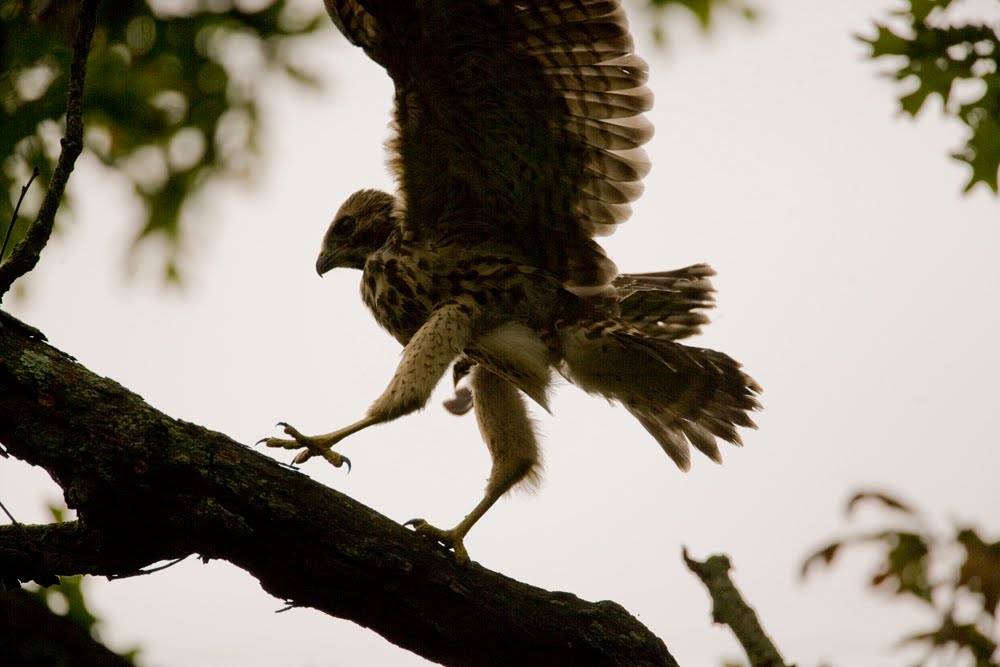 missouri nature photography: Baby Hawks Update
