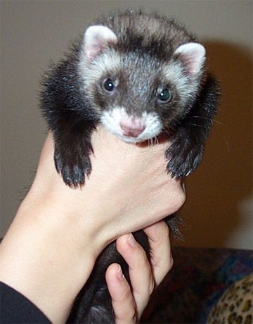 Dihorul: 10 Puiuti rasa dihor nobil sunt gata pentru un nou camin ...