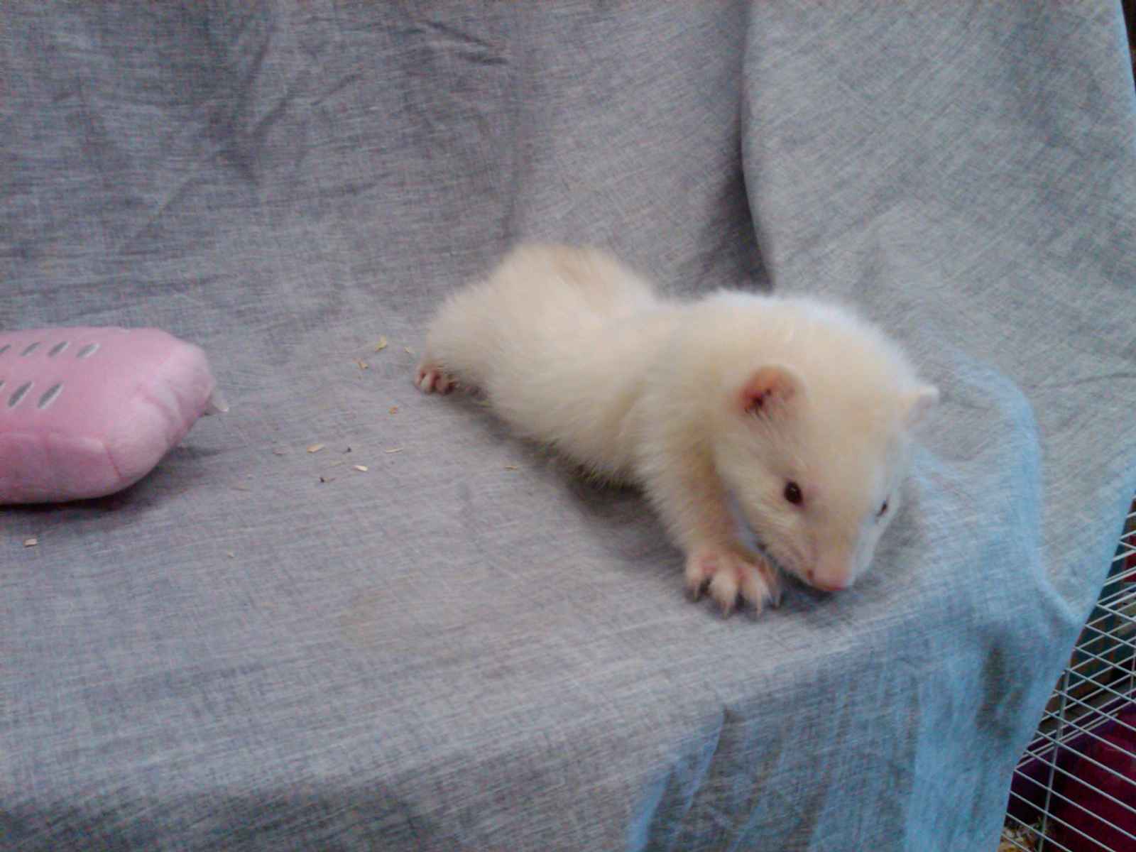 Dihorul: Pui dihor de vanzare,pret 400ron, tel 0721703667