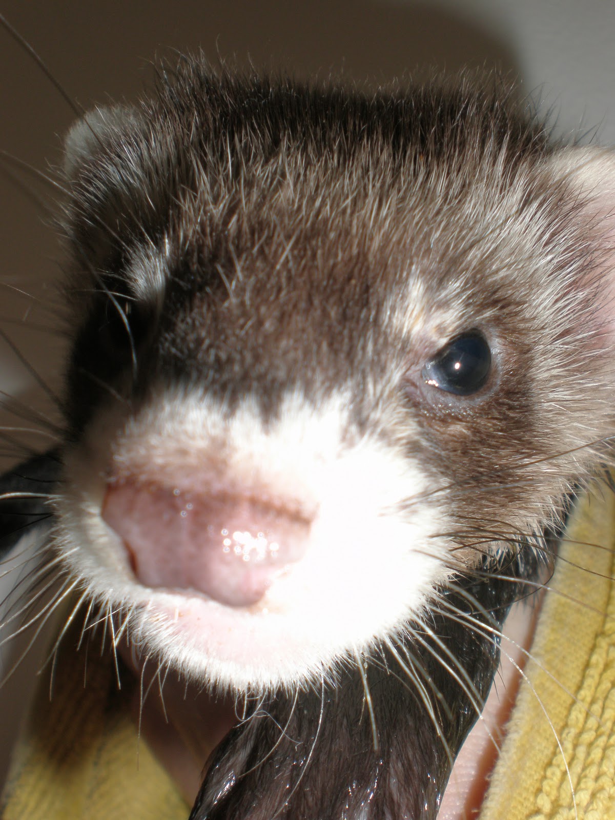 Dihorul: Puii disponibili