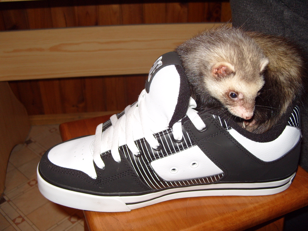 Dihorul: Poze amuzante cu Dihori