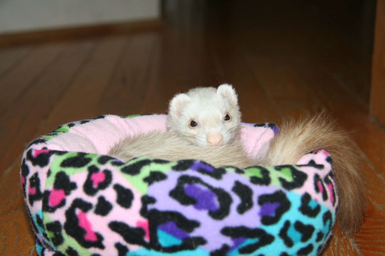 Dihorul: Poze amuzante cu Dihori