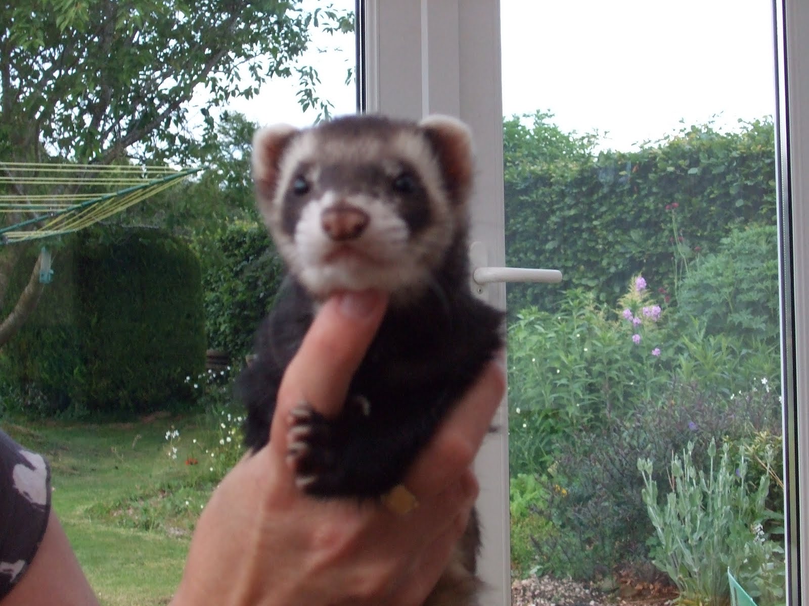 Dihorul: Poze amuzante cu Dihori