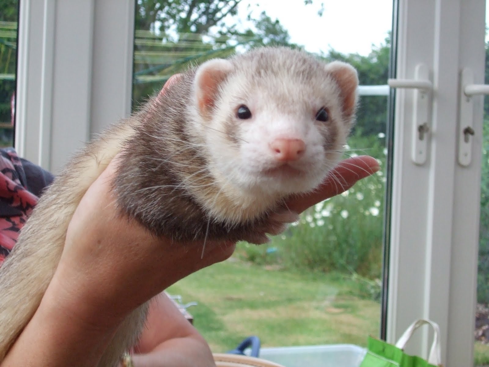 Dihorul: Poze amuzante cu Dihori