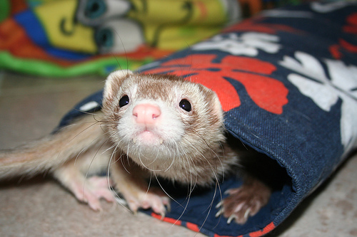 Dihorul: Poze amuzante cu Dihori