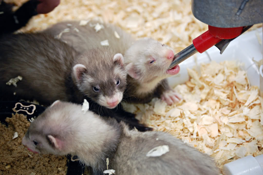 Dihorul: Poze amuzante cu Dihori