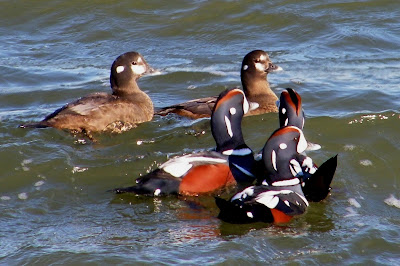 Mandrake Birding: Winter Birding at Barnegat Lighthouse