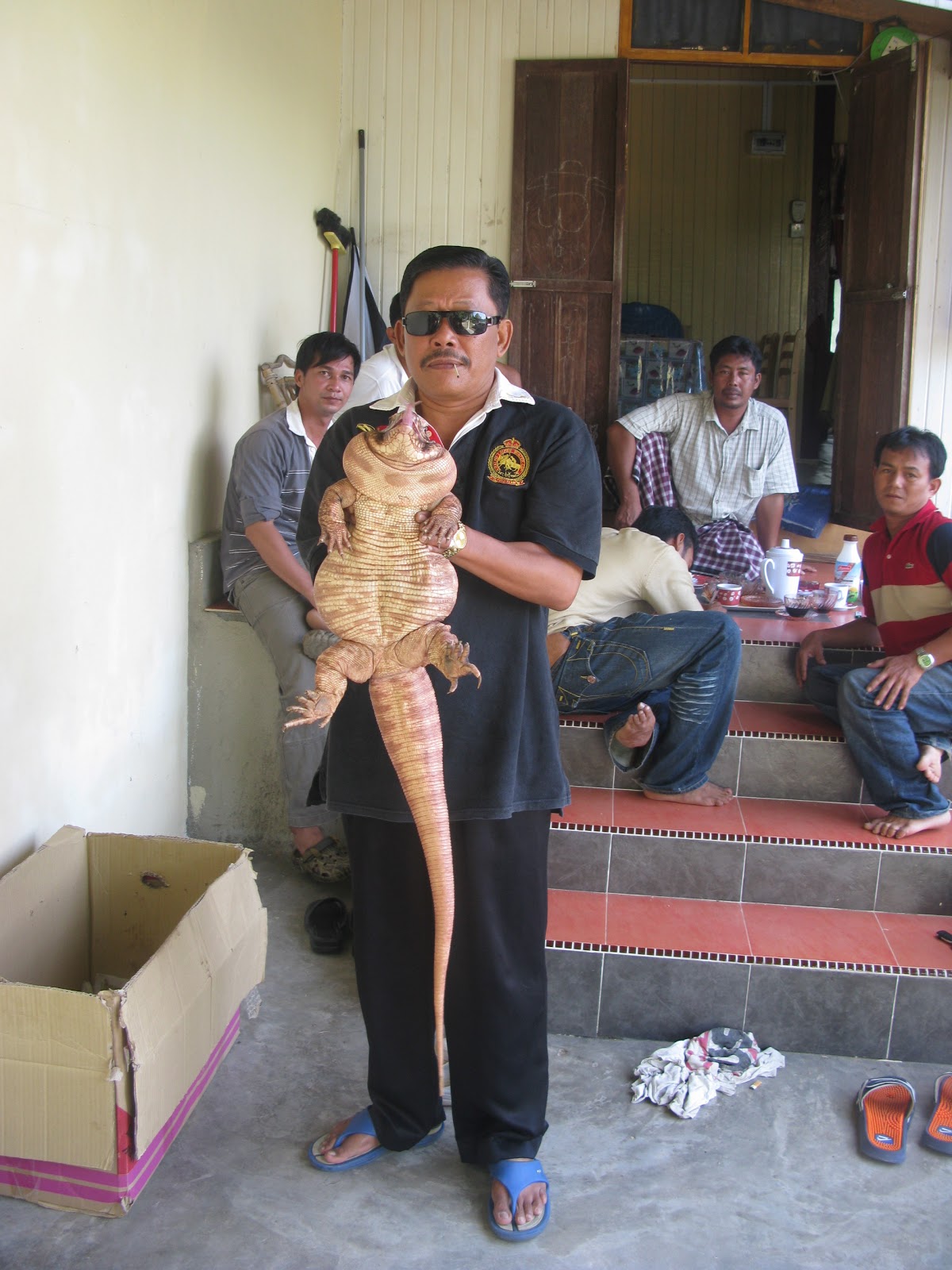 SEPUTIH KAPAS: Cicak Batu 7 Kg