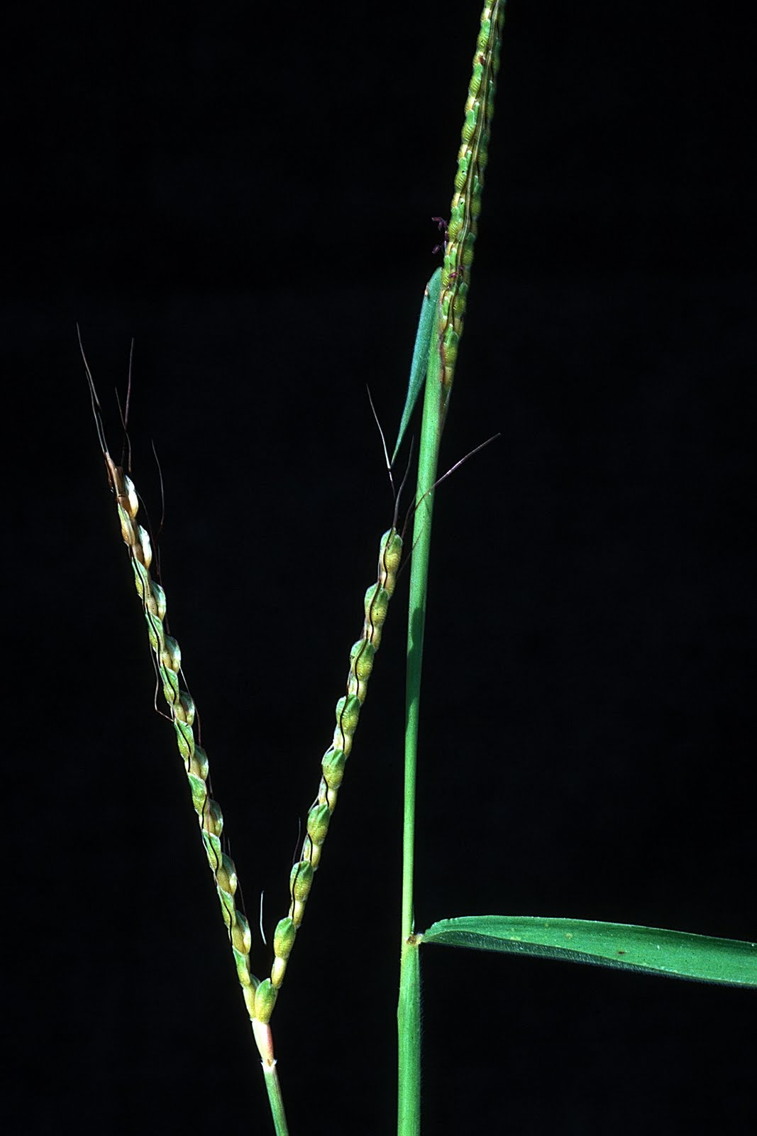 Jenis-jenis Rumpai - Hatie Hidayu