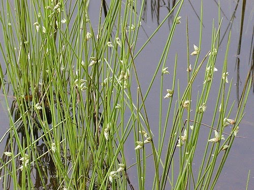 Jenis-jenis Rumpai - Hatie Hidayu