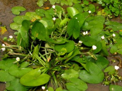 Jenis-jenis Rumpai - Hatie Hidayu