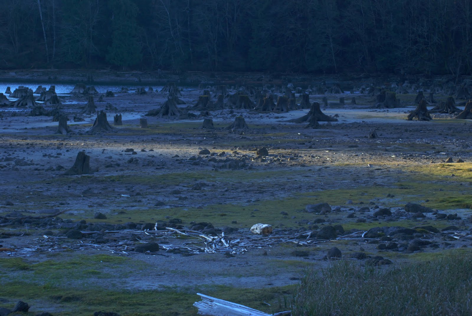fishing for stars: yale lake, washington