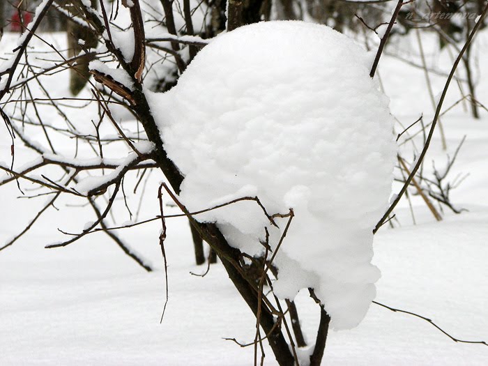 Flighty Naty: Snow animals