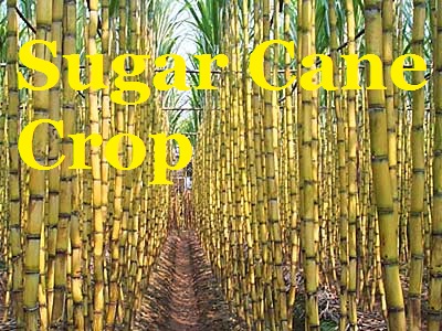 Wealthcare Solutions: Article on Sugar Sector