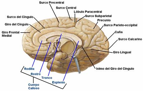 Textos y Resúmenes de Psicología: Caras y cortes cerebrales