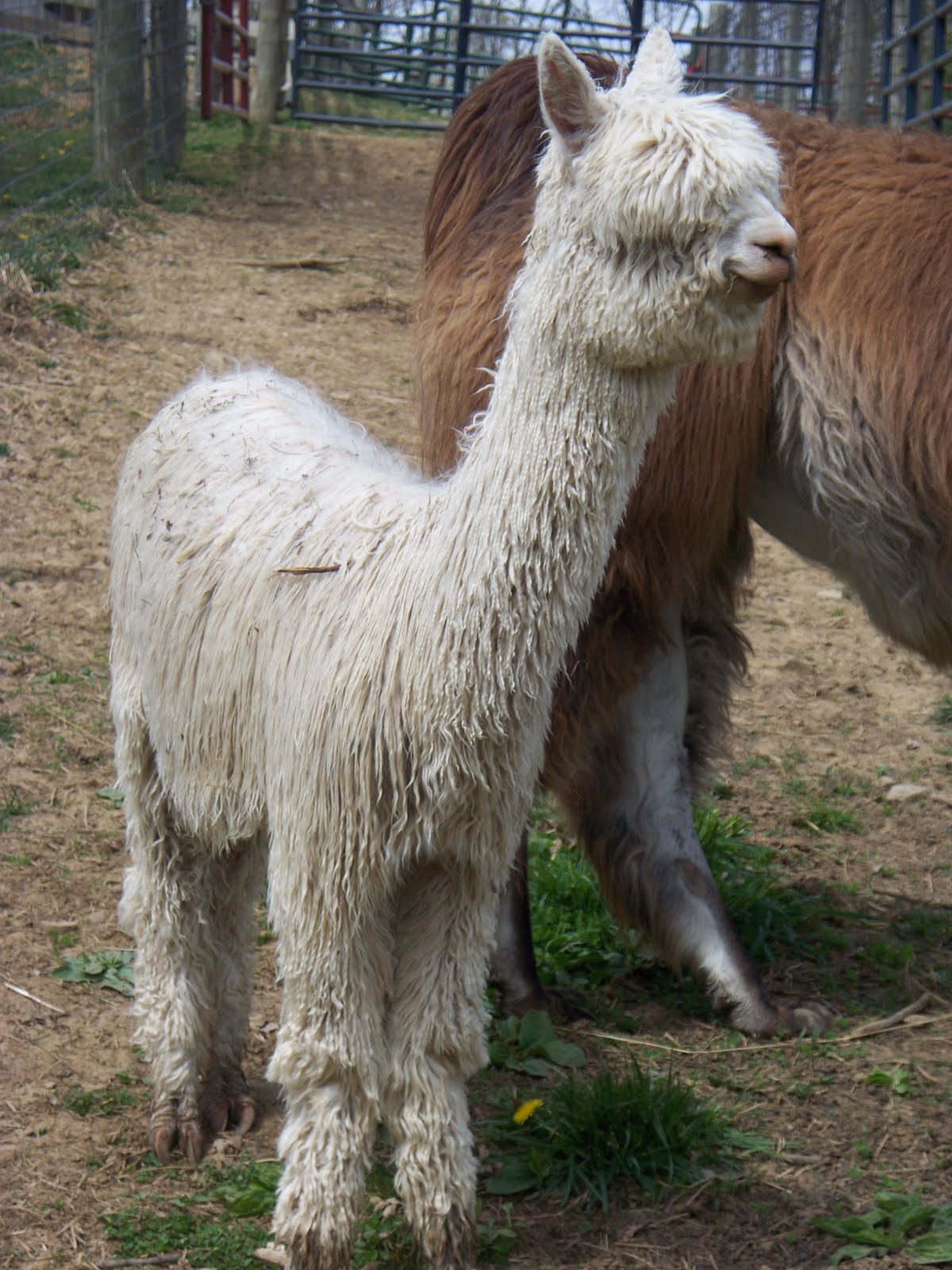 Earth Day and Alpacas | Alpaca Meadows
