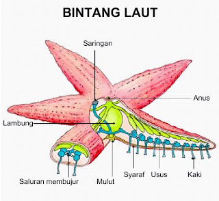 Echinodermata | de Biology