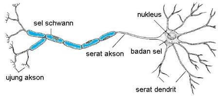 Sains: Jaringan Hewan