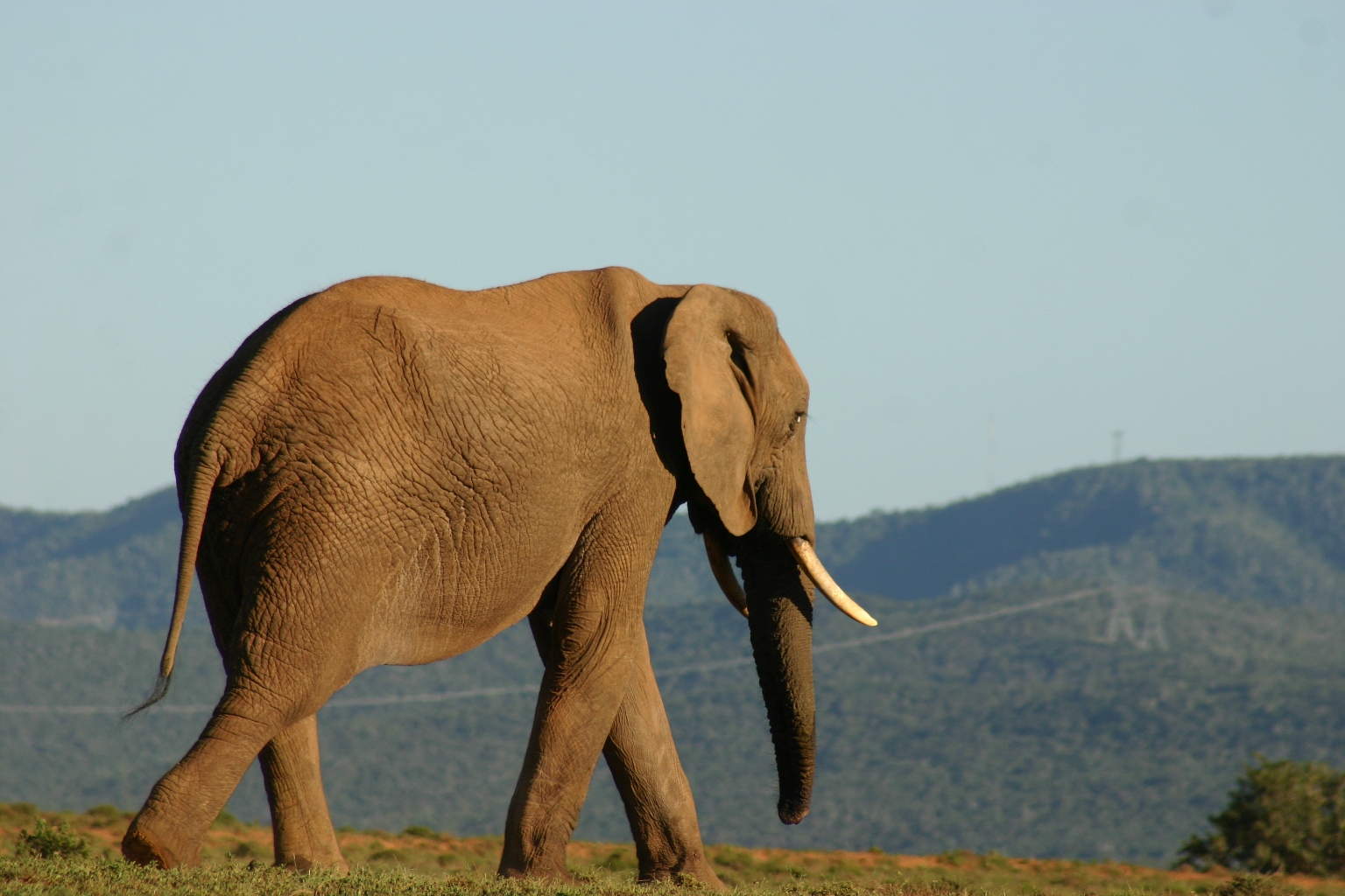 Five Star Lodge in the Addo Elephant National Park: Amazing Elephant Photos