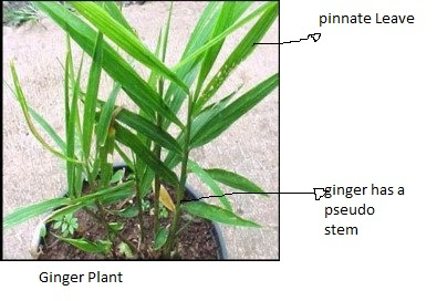 Like A Grass: Ginger Plant And Its History