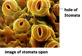 Like A Grass: Leaf and Stomata