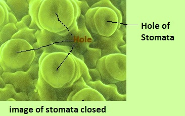 Like A Grass: Leaf and Stomata