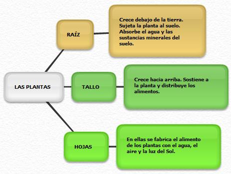 Esquema de las partes de la planta - Imagui