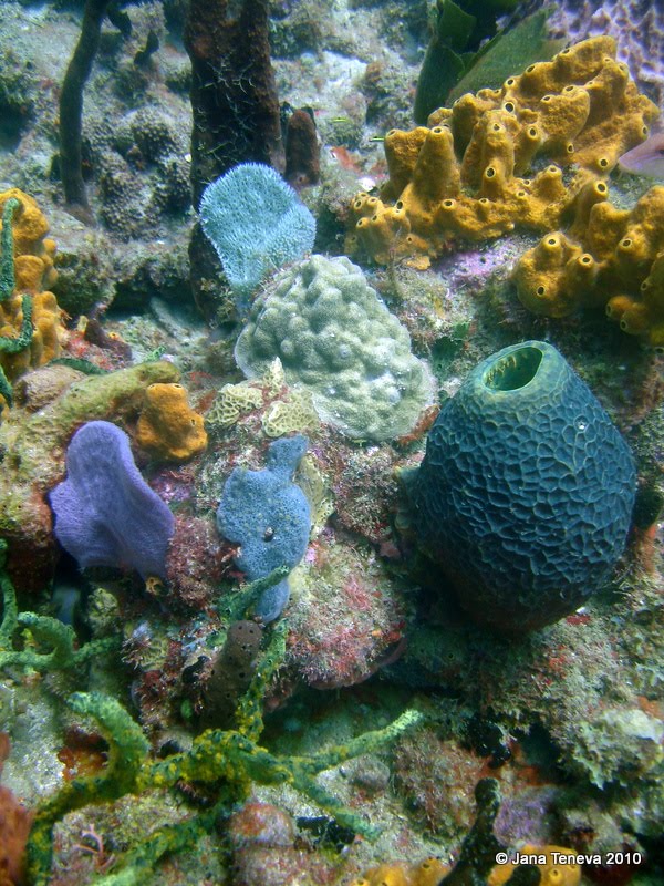 Jana around the world: Underwater gardens....