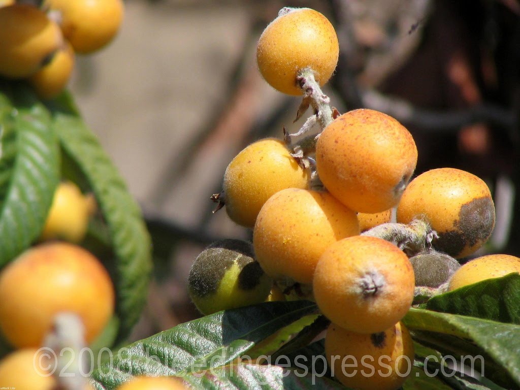 Jana around the world: (the) unknown fruit: nespole/ loquats/ neffle du ...
