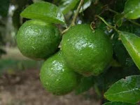 EL PORTAL AGROPECUARIO: LIMÓN TAHITI