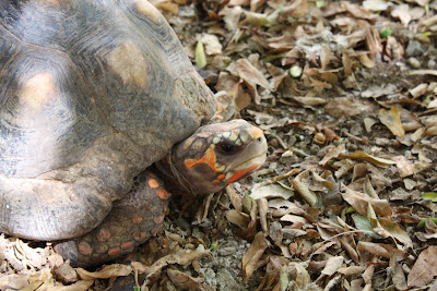 Learn for Fun: BON PASKU I FELIS AÑA 2009