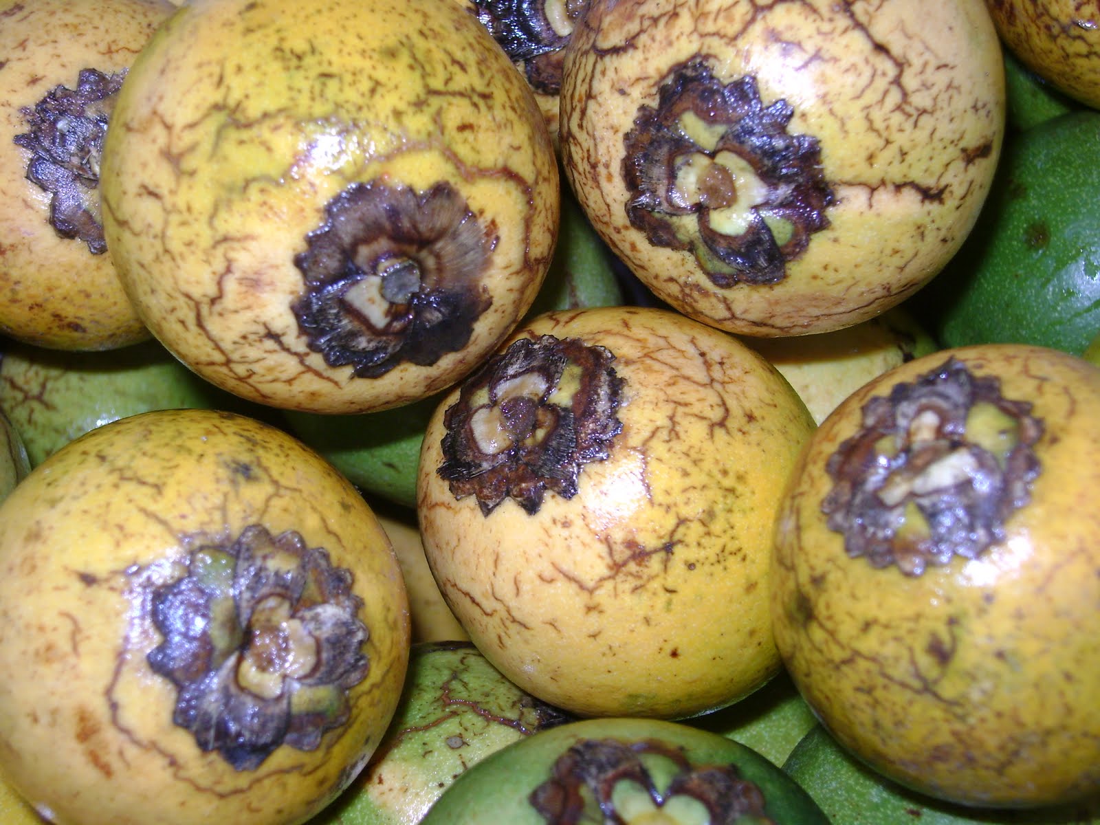 Repórter da Amazônia: Tucumã