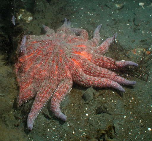 Back in the Labyrinth: Weird Wonder Wednesday: Starfish