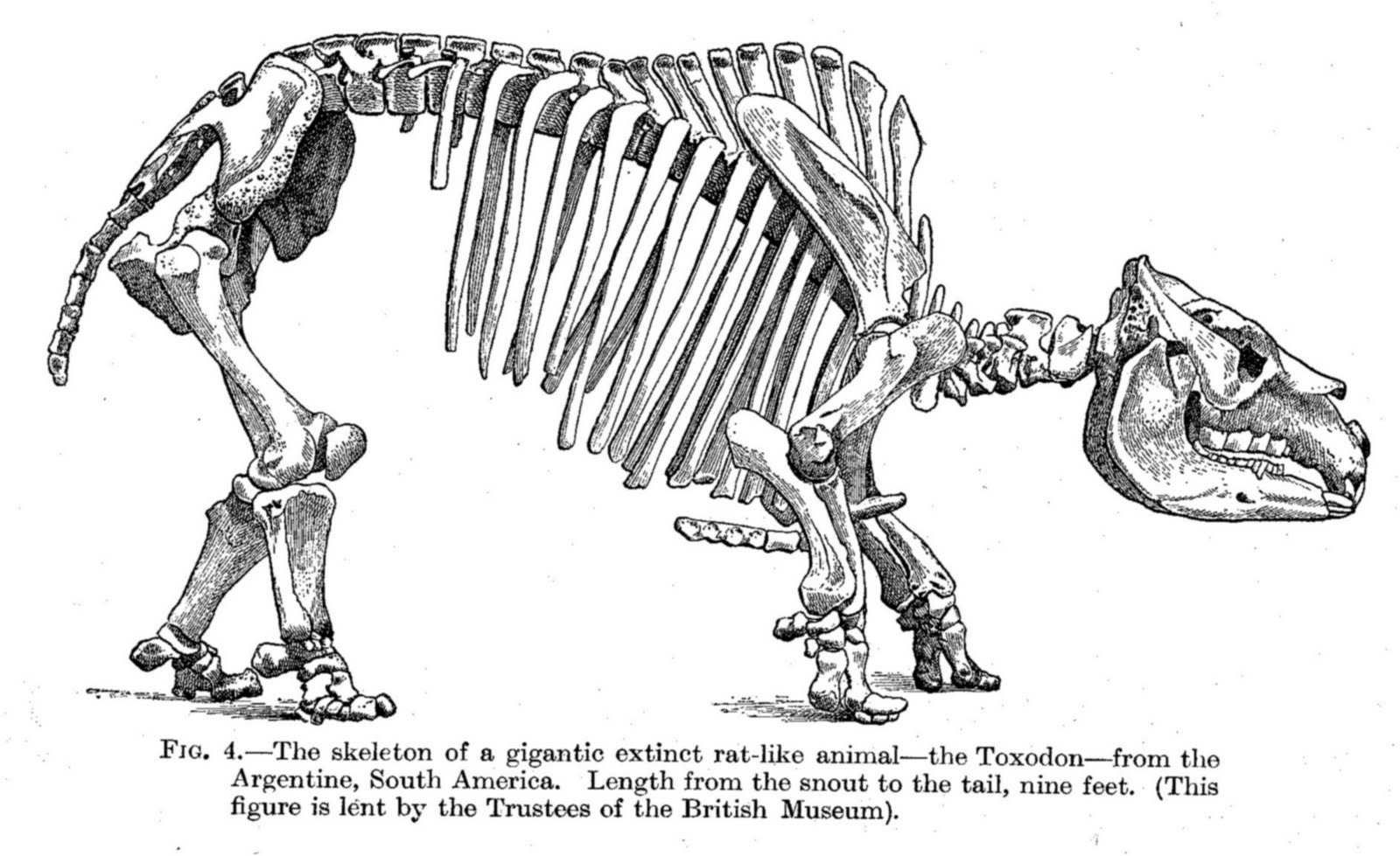 cryology and co.: Darwin's rat and other strange mammals
