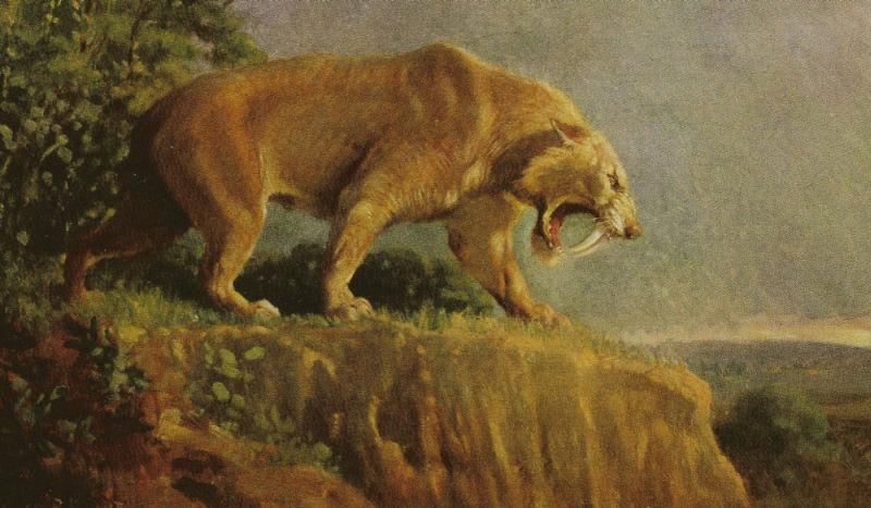 History of Geology: Sabertooth Cat: Bone size does matter