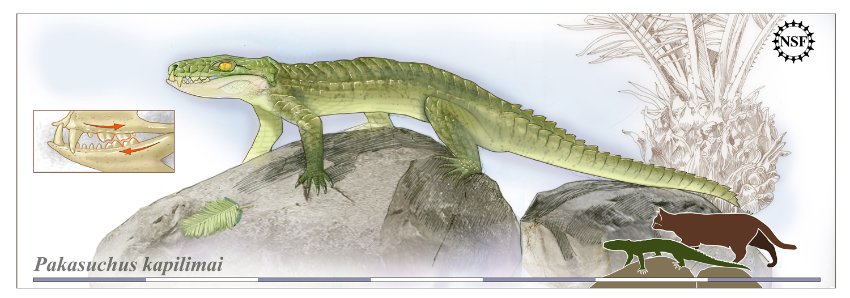paleomammiferi: Pakasuchus: Il "coccodrillo gatto"