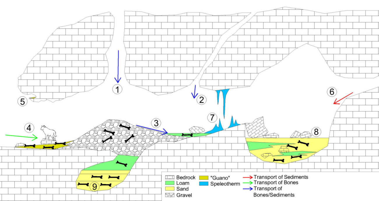 History of Geology: Taphonomy of Cave Environments