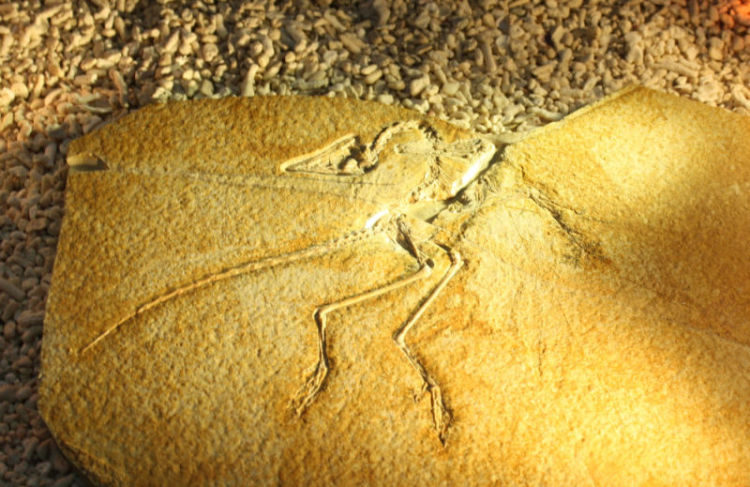 History of Geology: Archaeopteryx 1861-2011