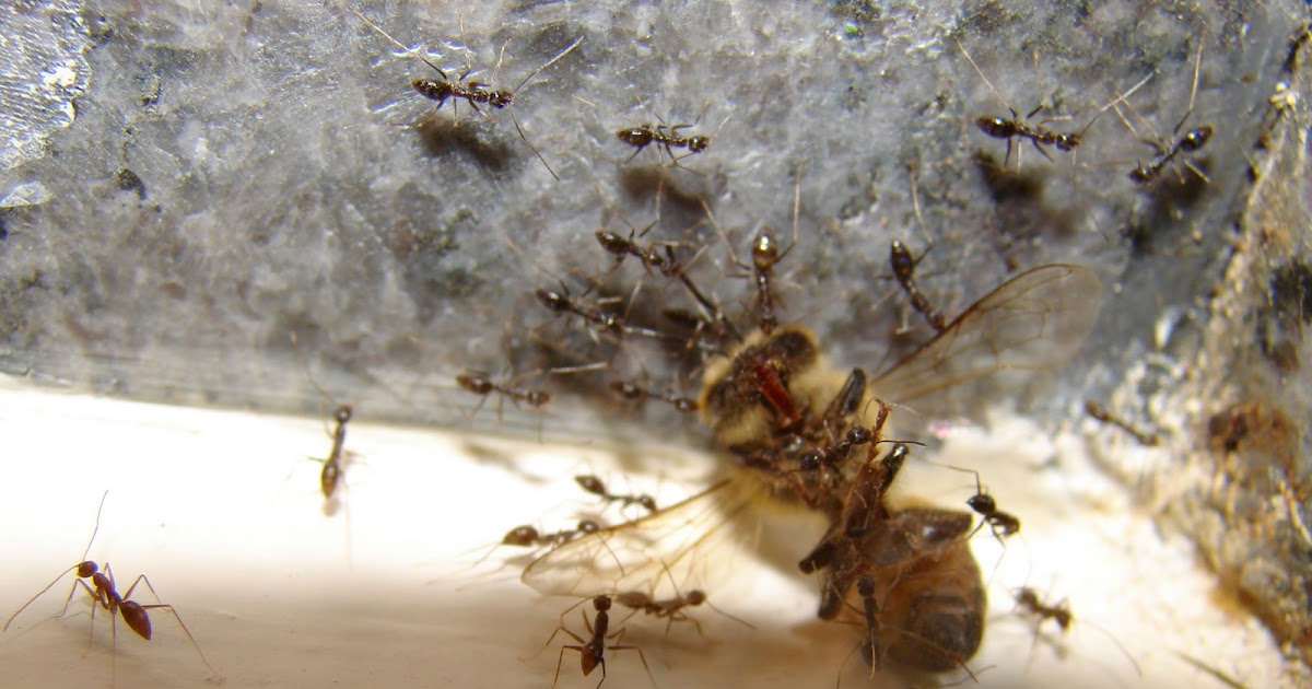 Palm Springs Daily Photo: Ant Dance