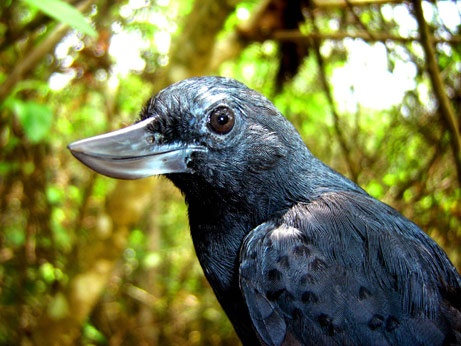 Un mundo mejor: PAJARO PICO DE HACHA