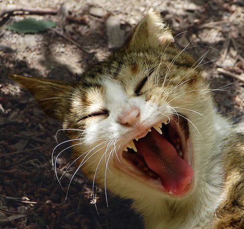 mediocre mama: Snaggle Tooth calls me Cat Teeth