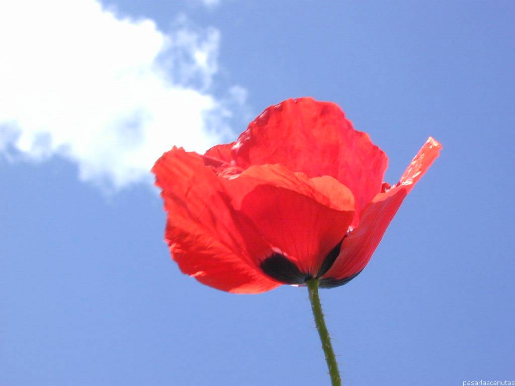 Una amapola en mi sopa – Mis ideas cotidianas