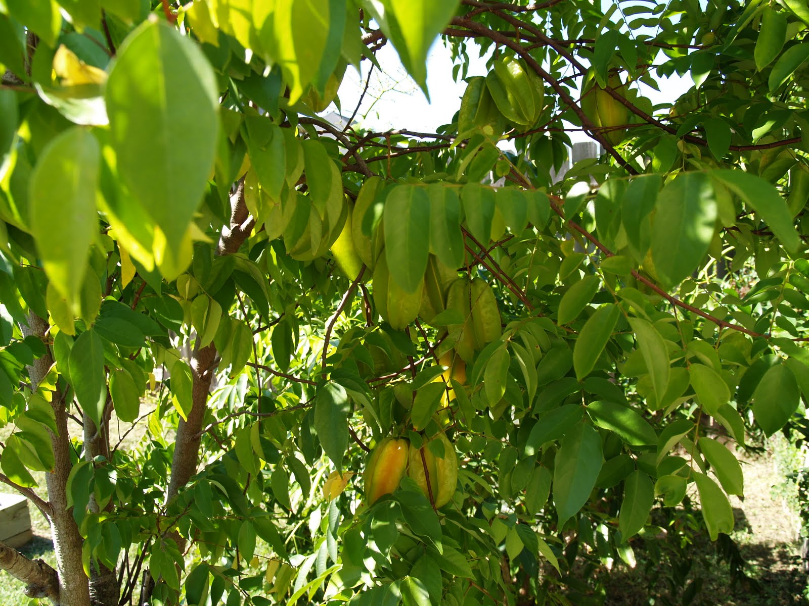 Almost Tropical in Texas: Carambola, Star Fruit