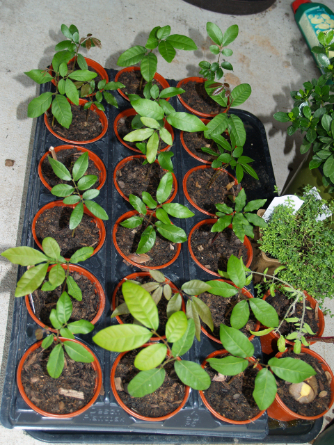 Almost Tropical in Texas: Longan seedlings update