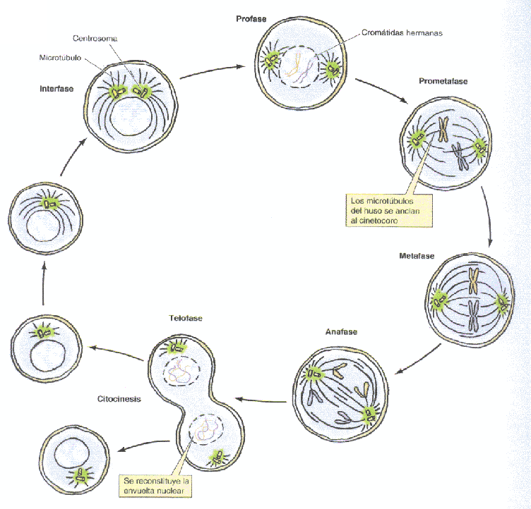 mi primer blog: División celular y su importancia