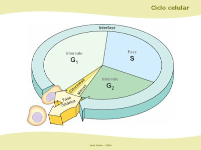 Com os pés na TERRA .: Fases do Ciclo Celular