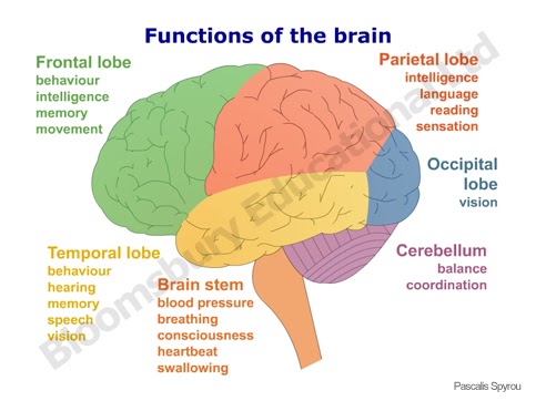 De Digestive System: How does information get passed through your body ...