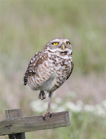 Burrowing Owls of SW Florida | Southwest Florida Birds and Wildlife ...