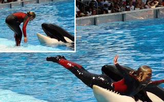 Hot Searches 2010 | Hot Trends | Hot News: Sea World Trainer killed