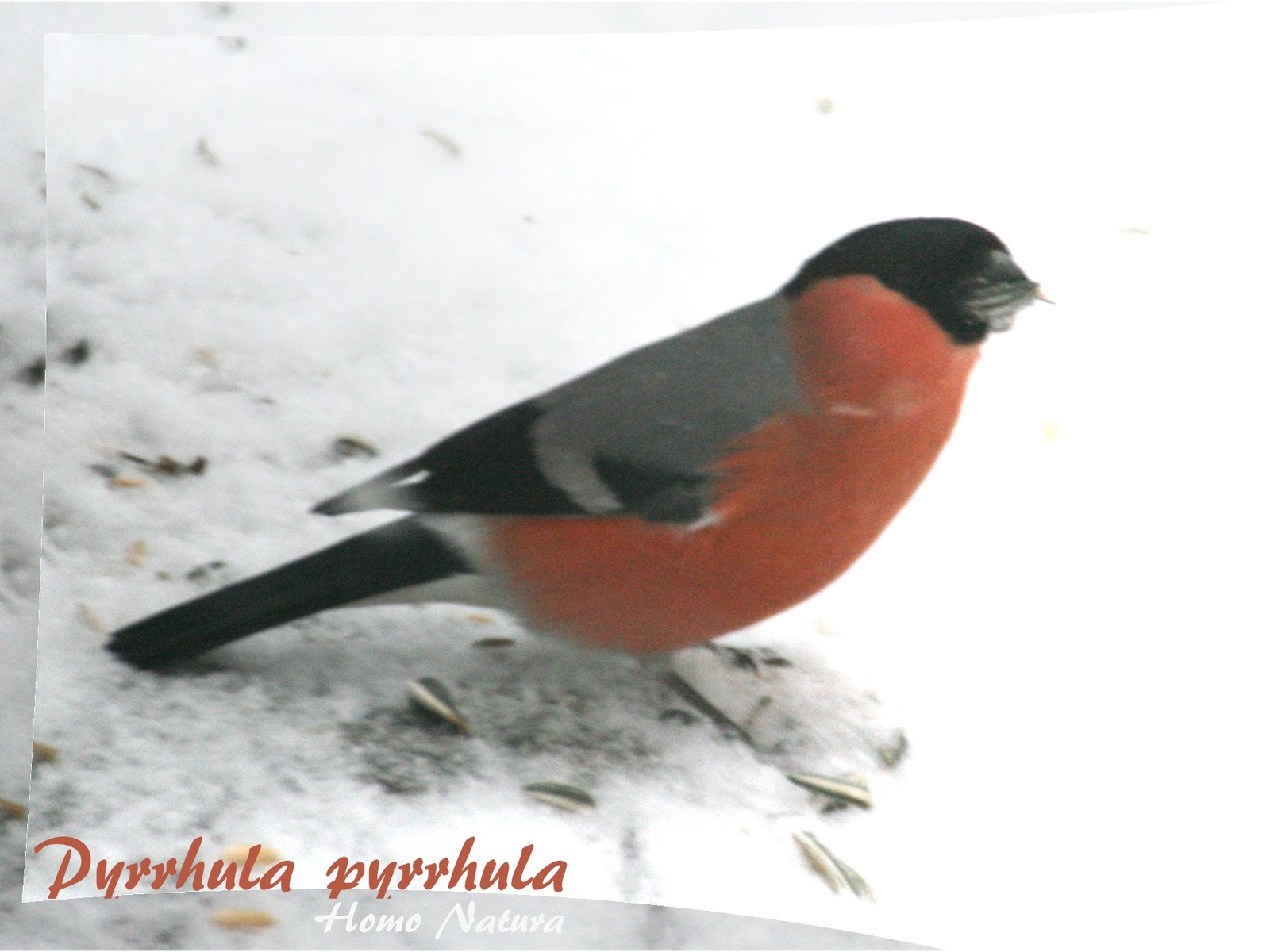 Homo Natura: Paratiisin lintuja 2